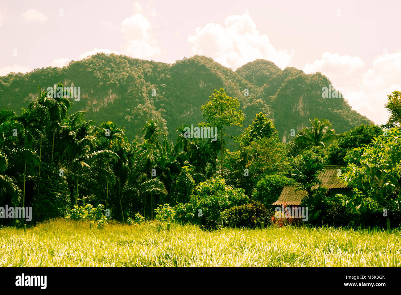 thailand , national park khao sok Stock Photo - Alamy