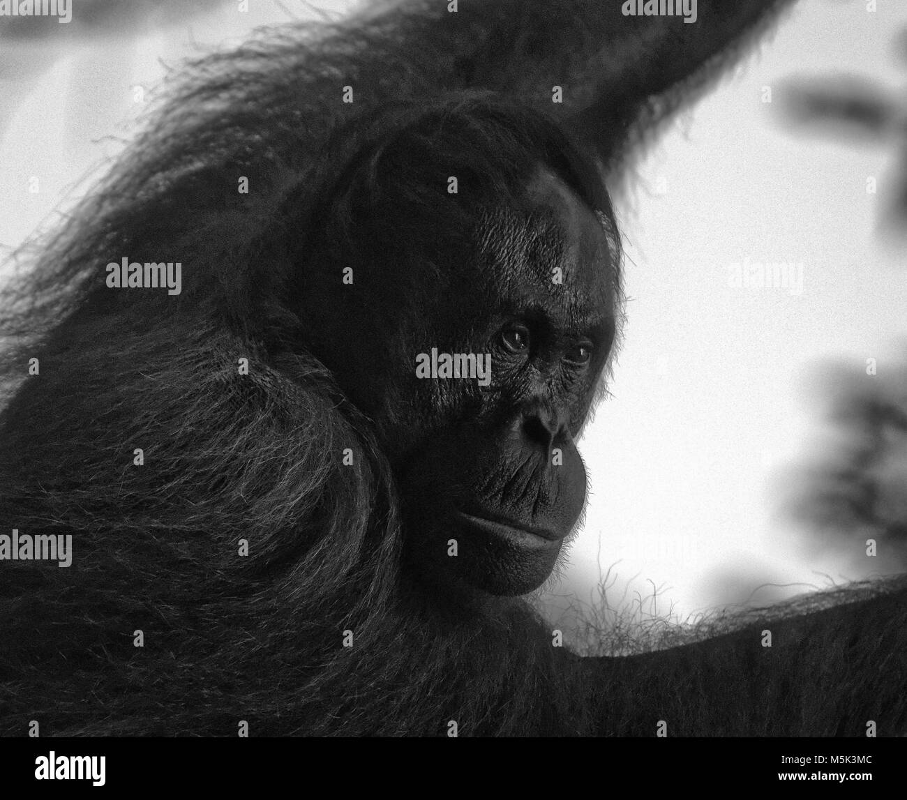 Orang utan semenggoh sarawak Black and White Stock Photos & Images - Alamy