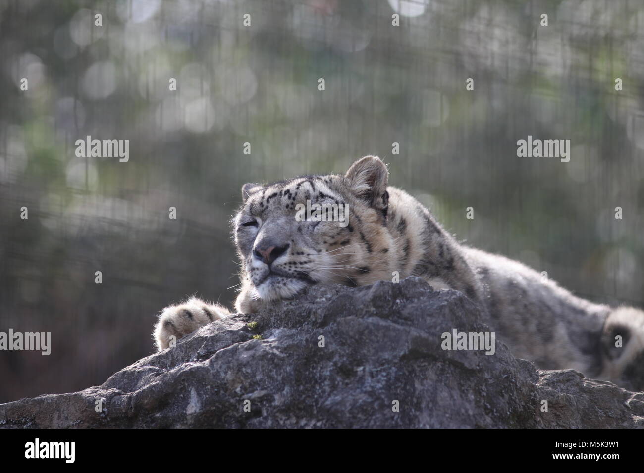 Tama Zoological Park,Tokyo Stock Photo - Alamy