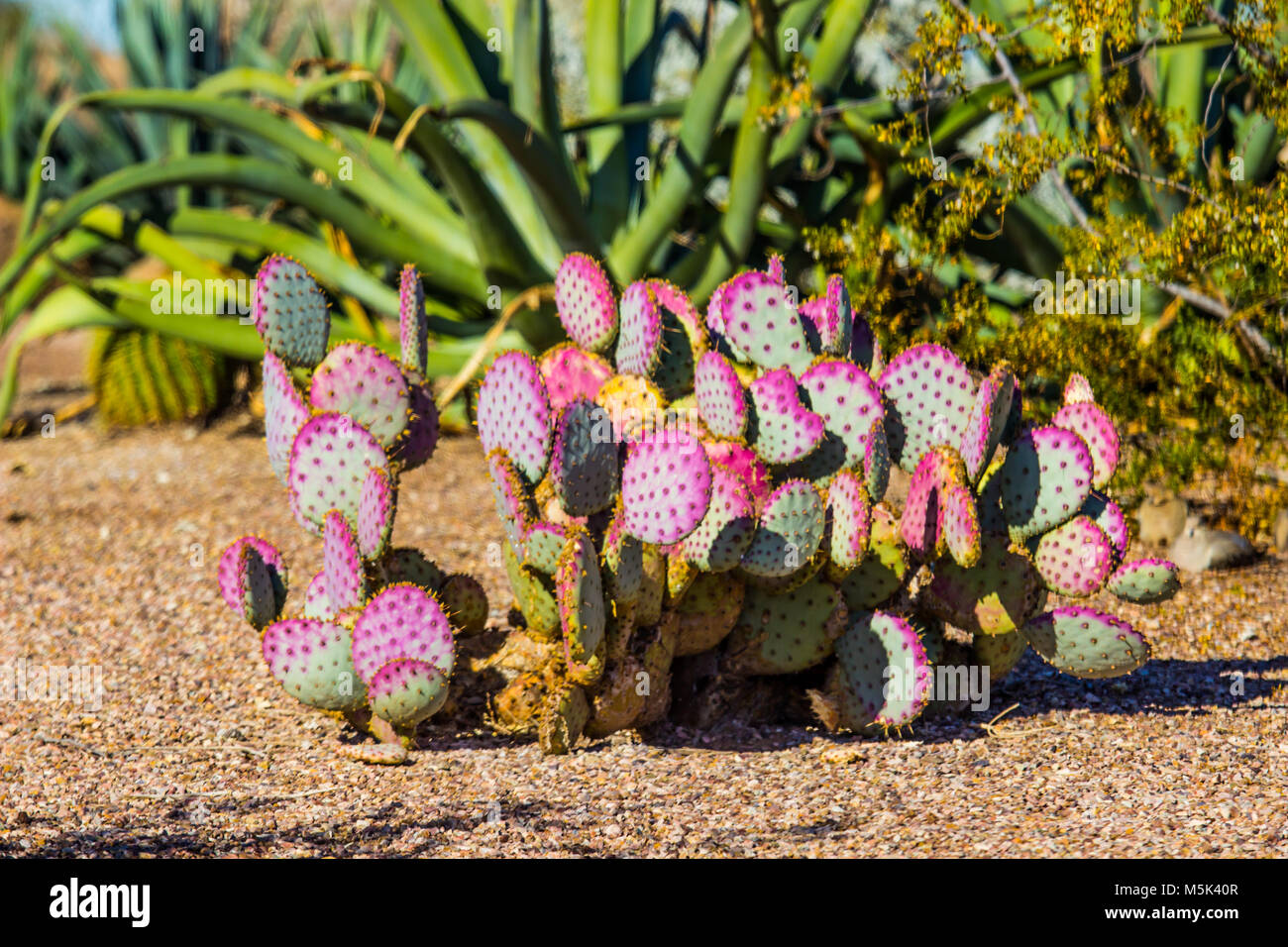 Colorful Prickly Pear Cactus With Birds On Ground Stock Photo - Alamy