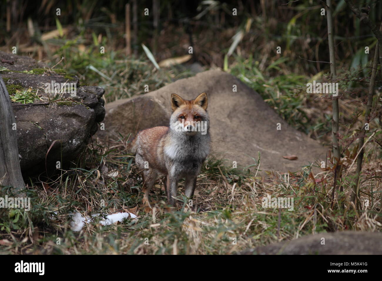 Tama Zoological Park,Tokyo Stock Photo - Alamy