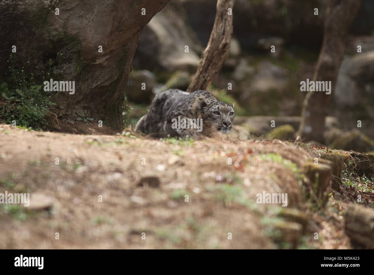 Tama animal park hi-res stock photography and images - Alamy