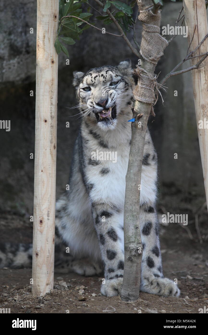 Tama Zoological Park,Tokyo Stock Photo - Alamy