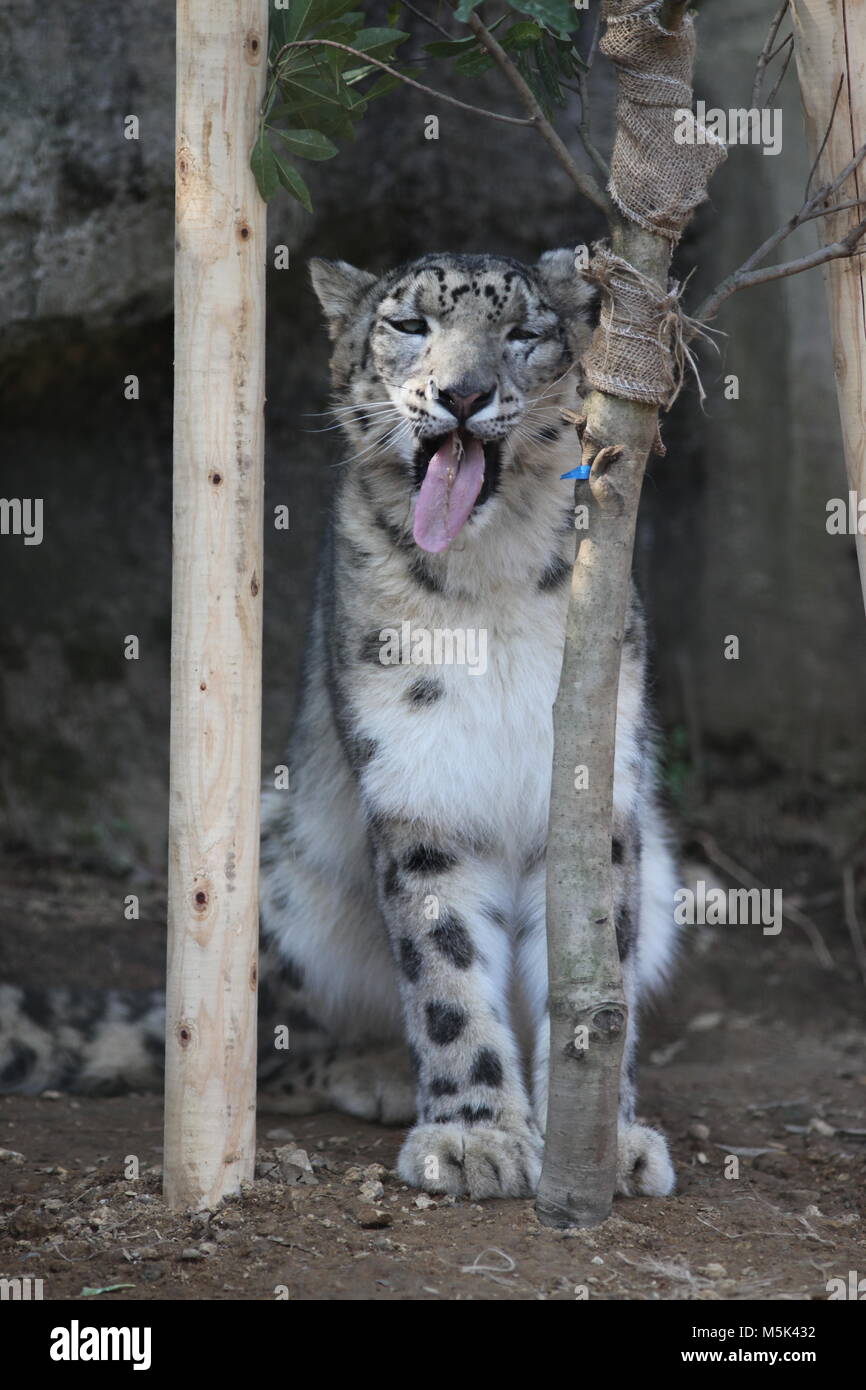 Tama Zoological Park,Tokyo Stock Photo - Alamy