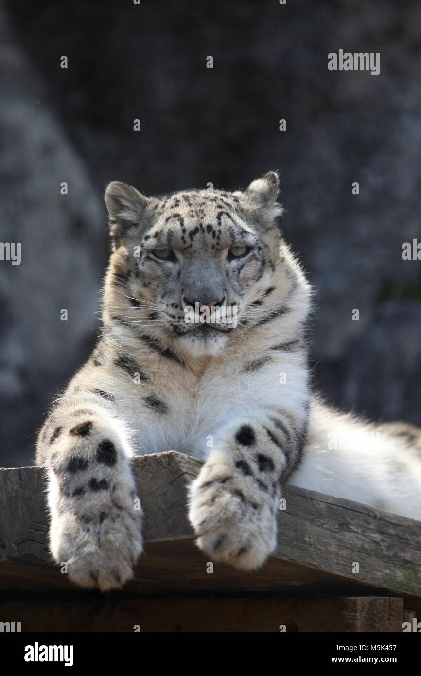 Tama Zoological Park,Tokyo Stock Photo - Alamy