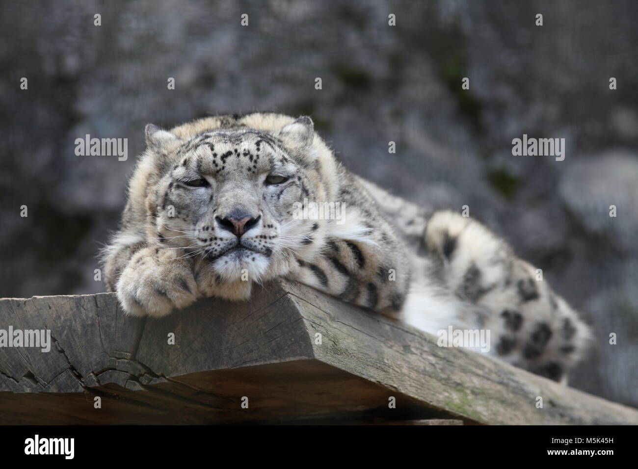 Tama Zoological Park,Tokyo Stock Photo - Alamy