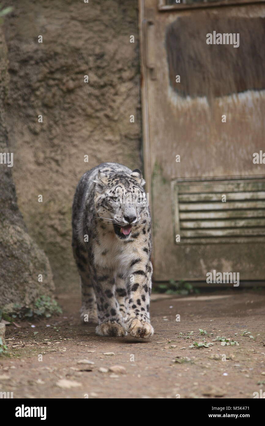 Tama Zoological Park,Tokyo Stock Photo - Alamy