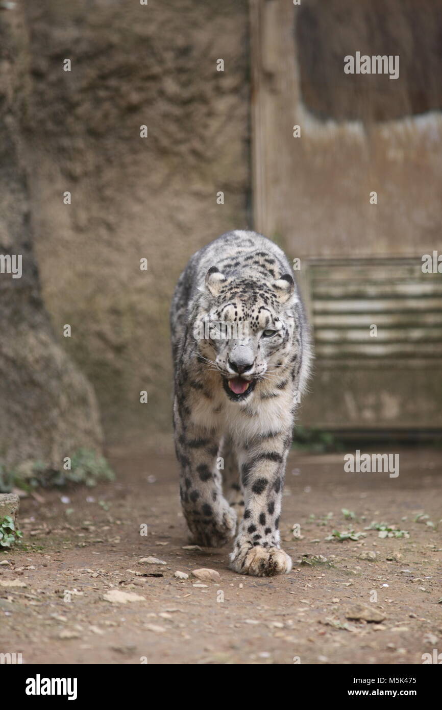 Tama Zoological Park,Tokyo Stock Photo - Alamy