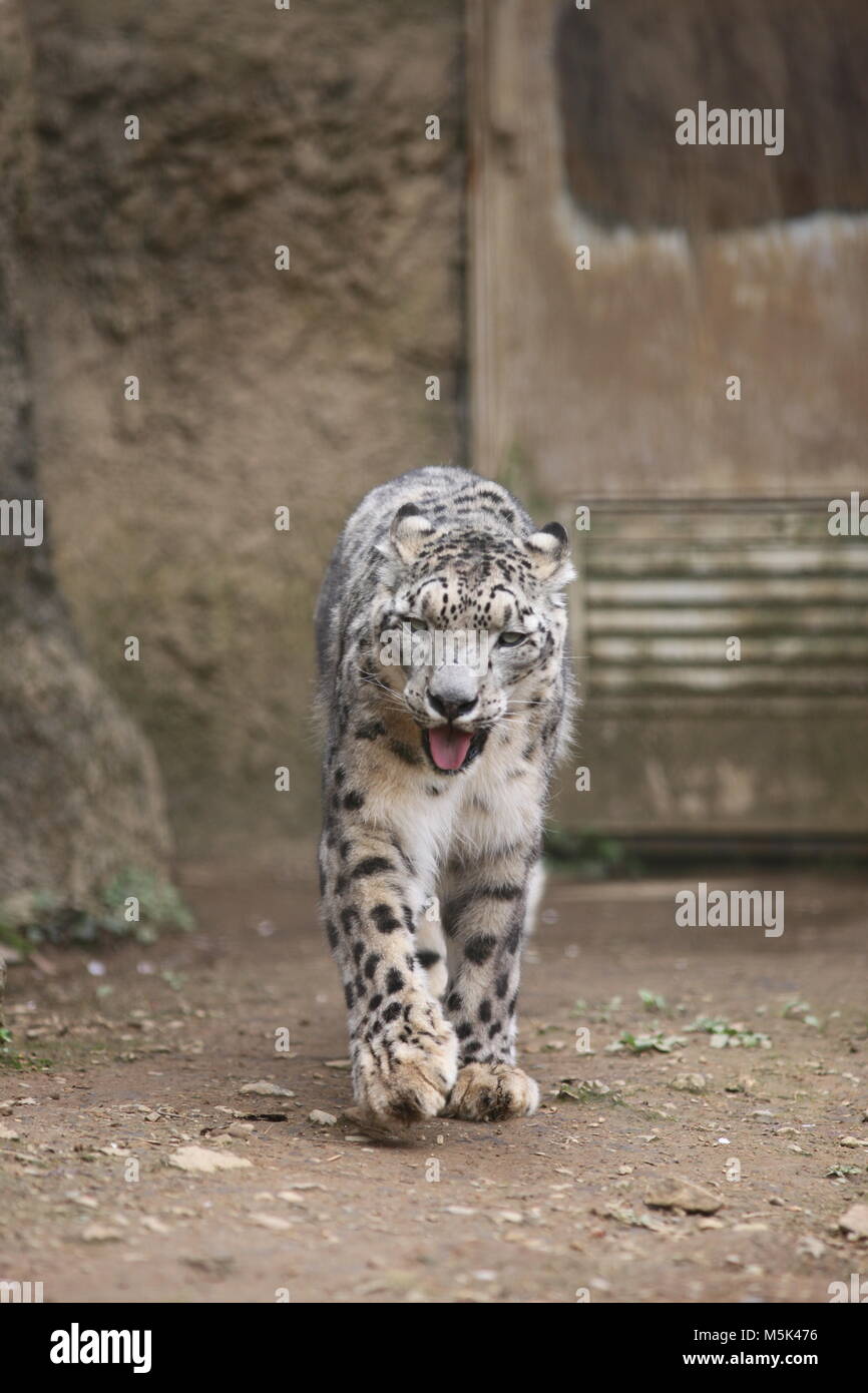 Tama Zoological Park,Tokyo Stock Photo - Alamy