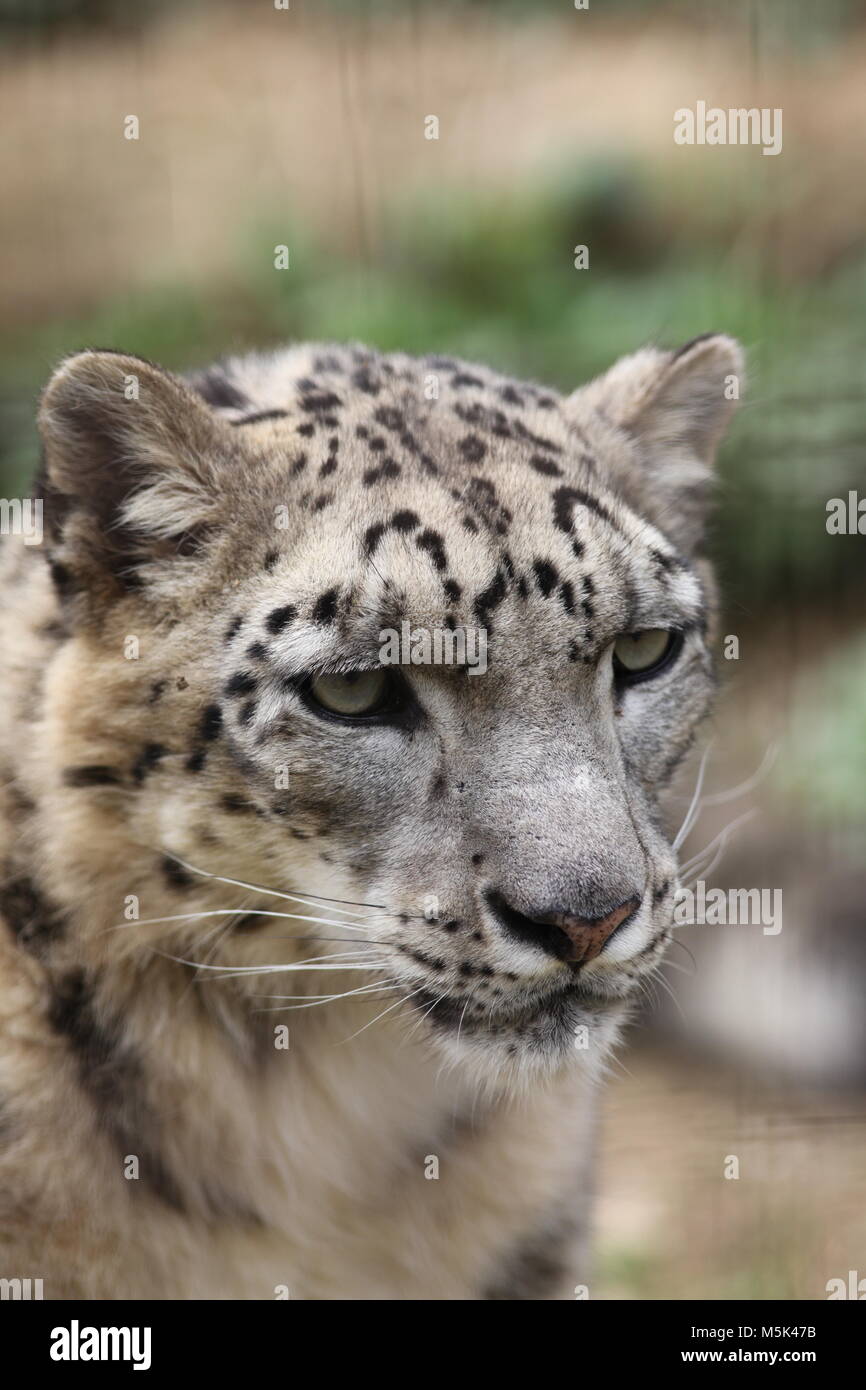 Tama Zoological Park,Tokyo Stock Photo - Alamy