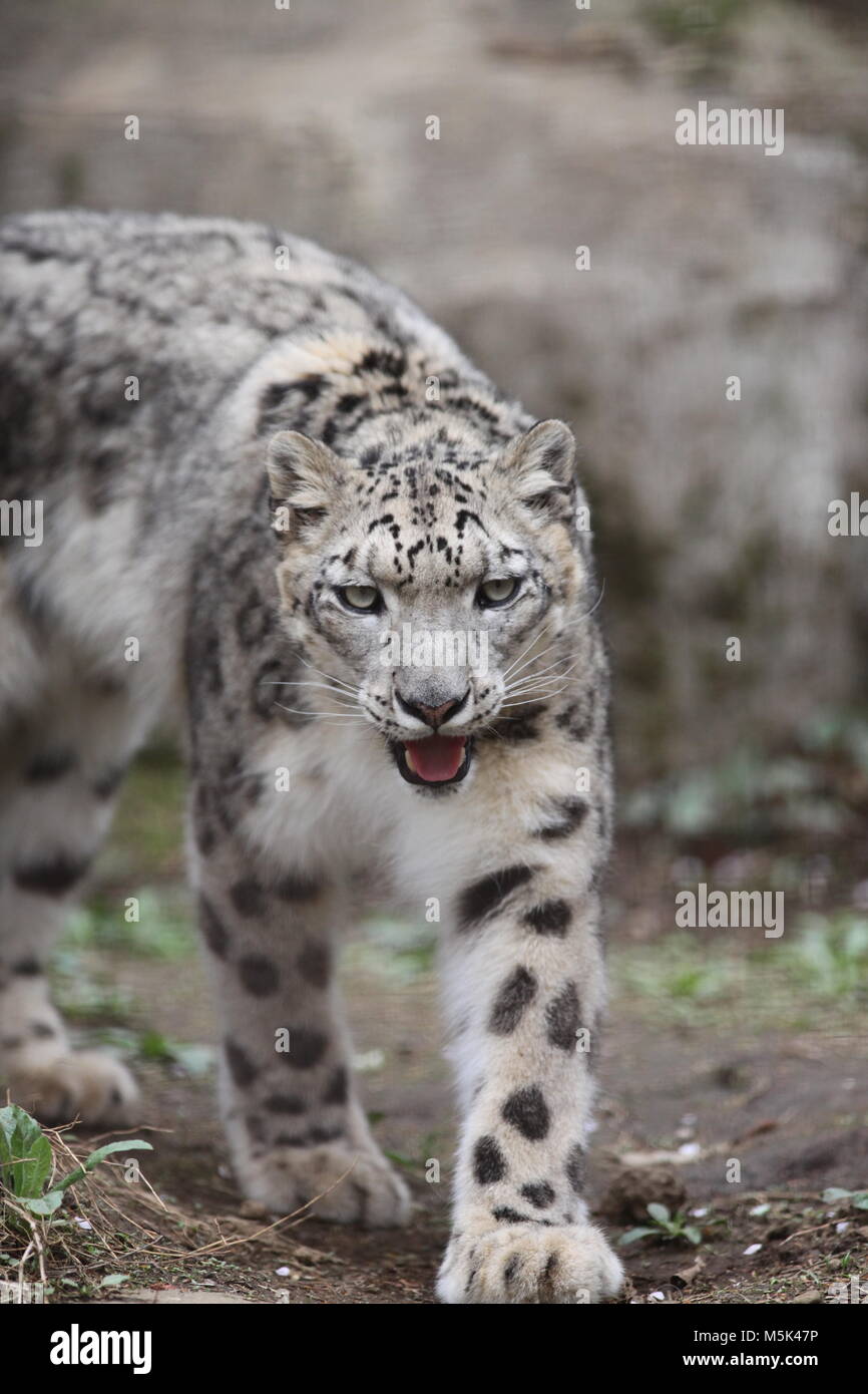 Tama Zoological Park,Tokyo Stock Photo - Alamy