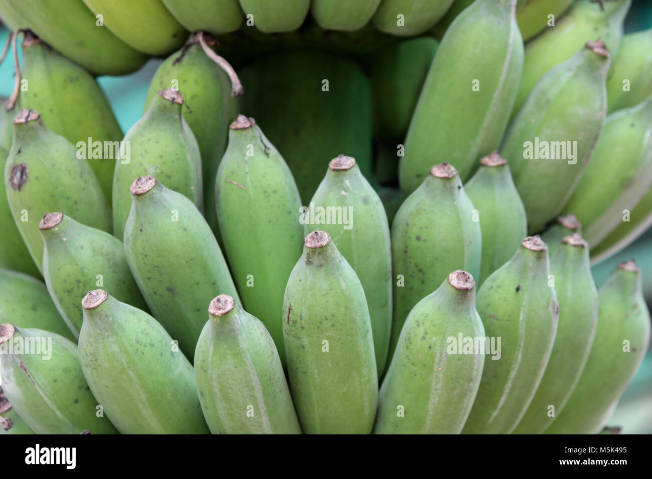 closeup of raw bananas on banana tree Stock Photo - Alamy