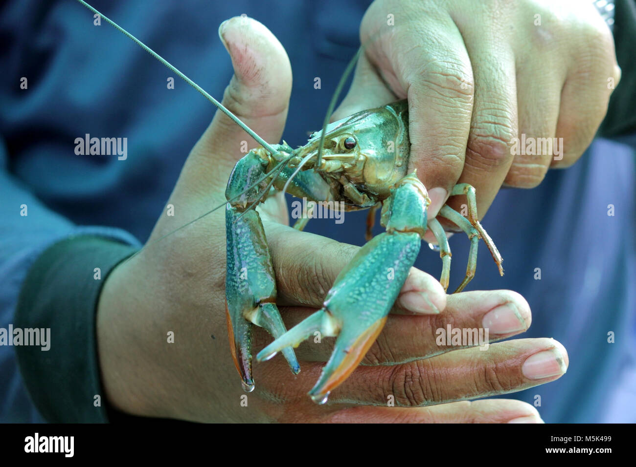 Shrimp farming hi-res stock photography and images - Alamy