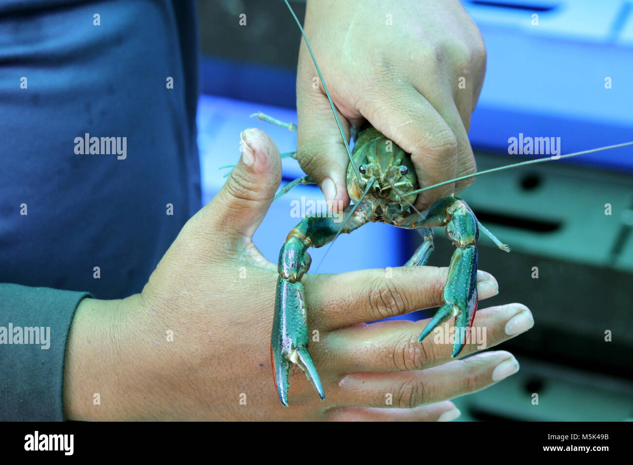 Prawn farming hi-res stock photography and images - Alamy