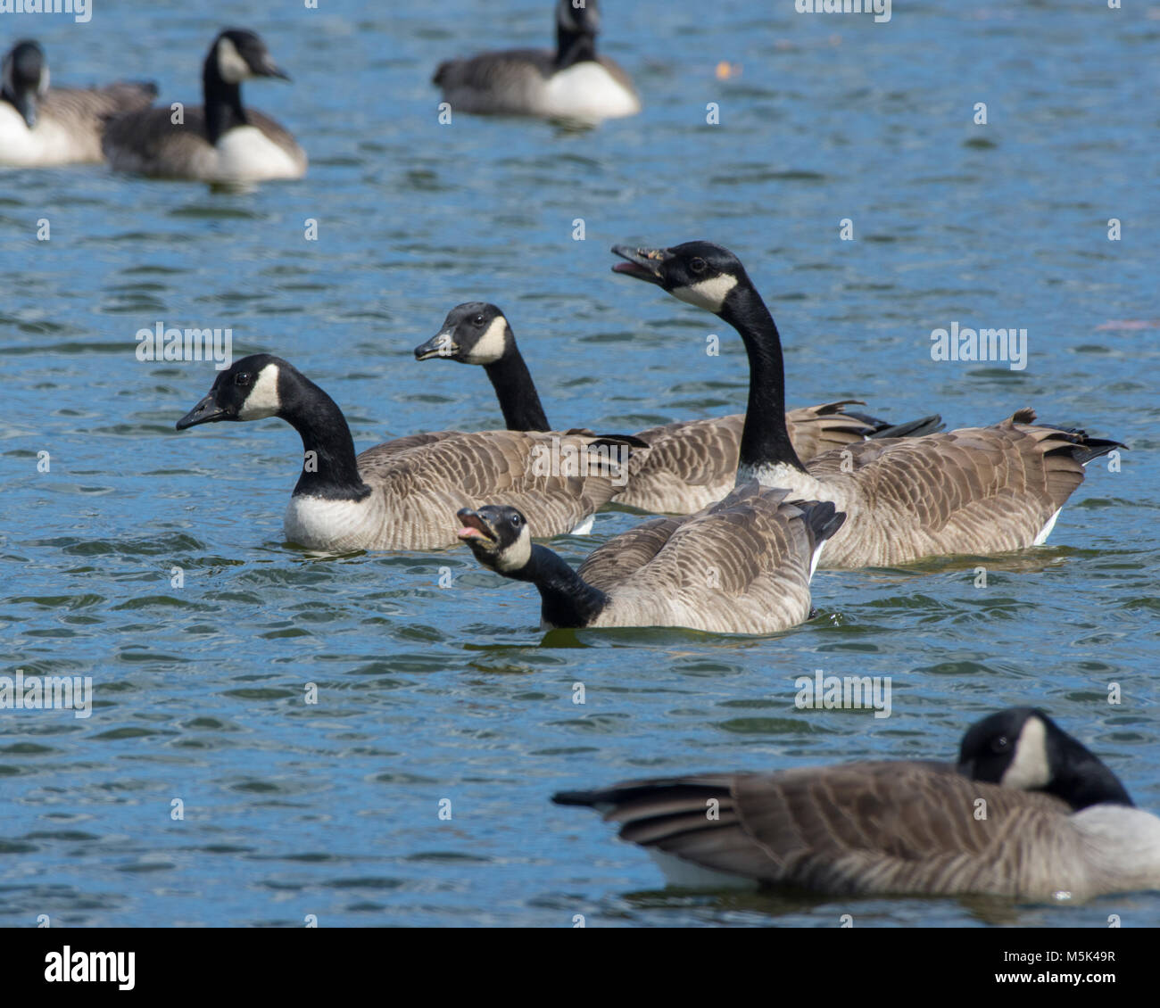 Canada geese argue while swimming at Constitution Gardens in Washington ...