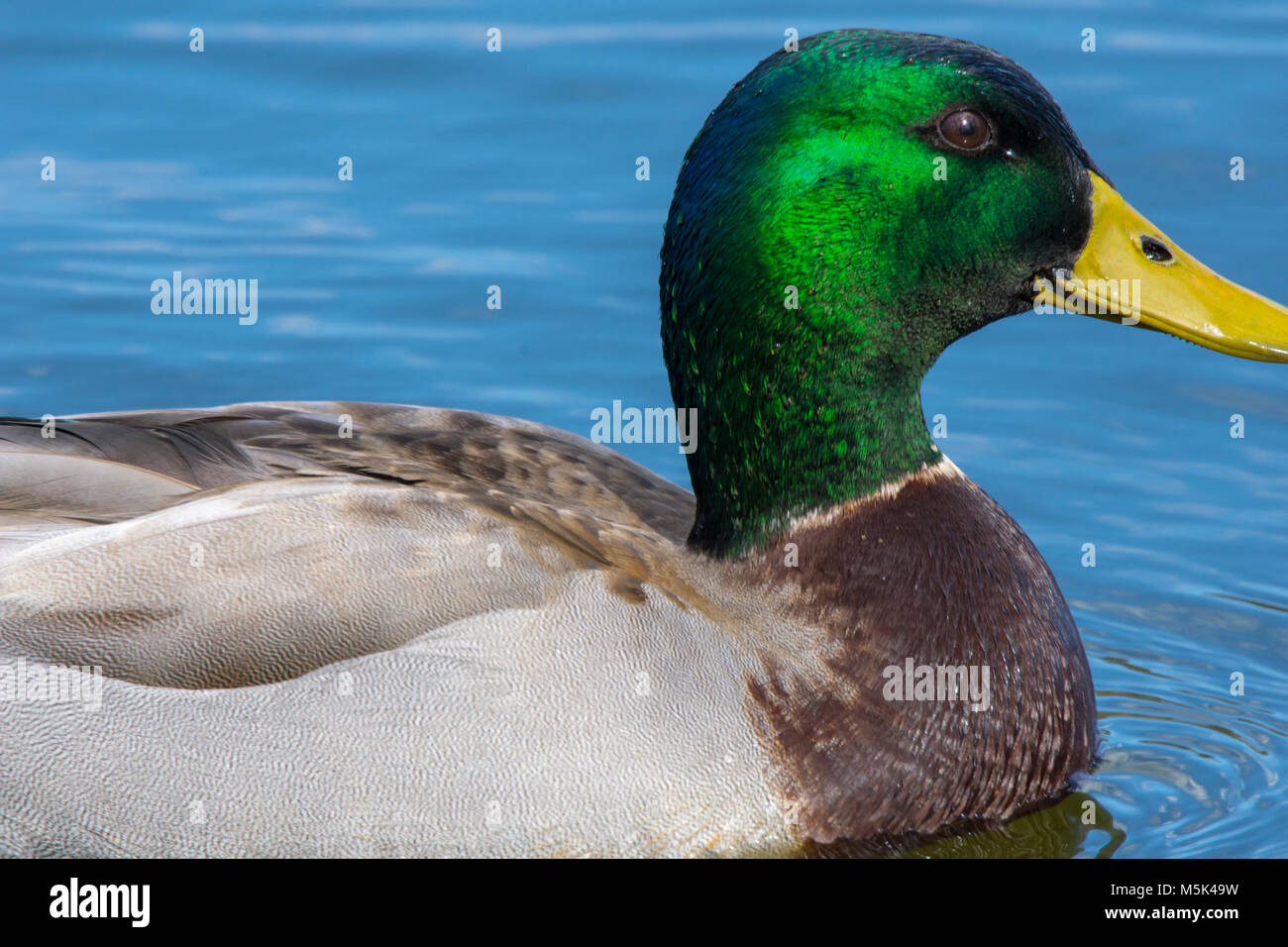 Close up view of a male mallard duck swimming at Constitution Gardens ...