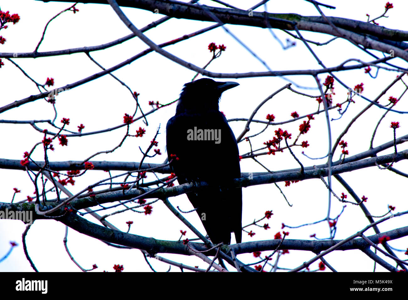 High contrast silouette of a crow sitting on branches at Constitution ...