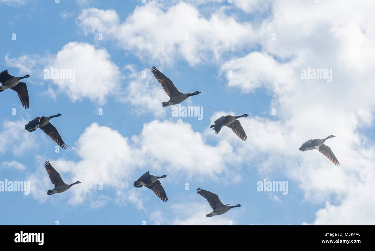 A flock of Canada Geese fly overhead at Constitution Gardens in ...