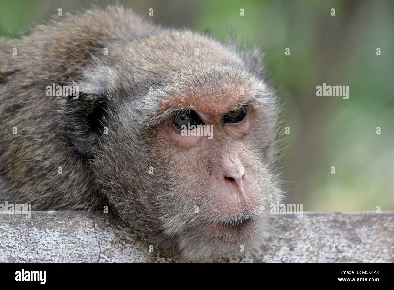 Monkey on the floor hi-res stock photography and images - Alamy