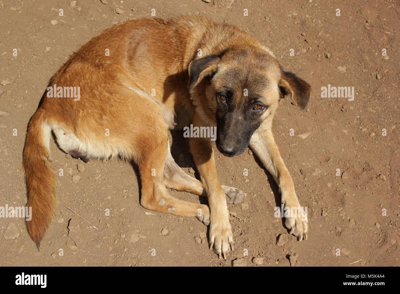 closeup of stray dog lay down on soil floor Stock Photo - Alamy