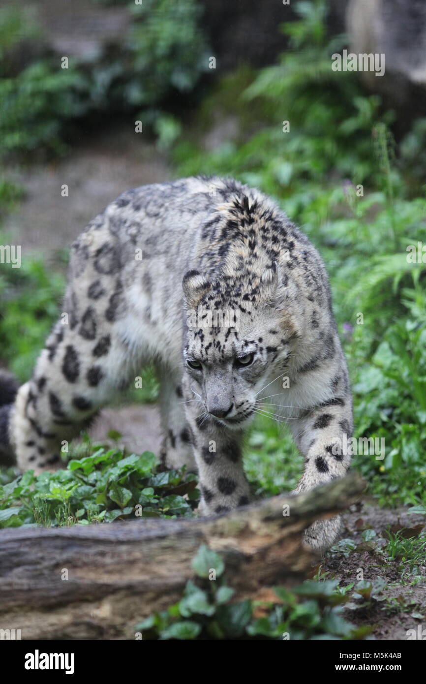 Mimi in Tama Zoological Park,Tokyo Stock Photo - Alamy