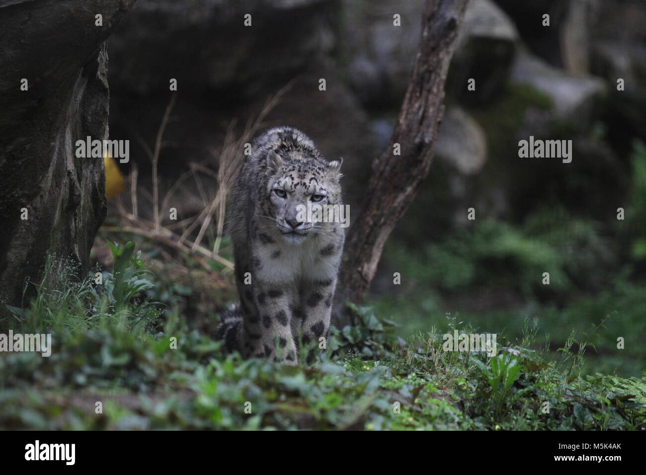 Mimi in Tama Zoological Park,Tokyo Stock Photo - Alamy