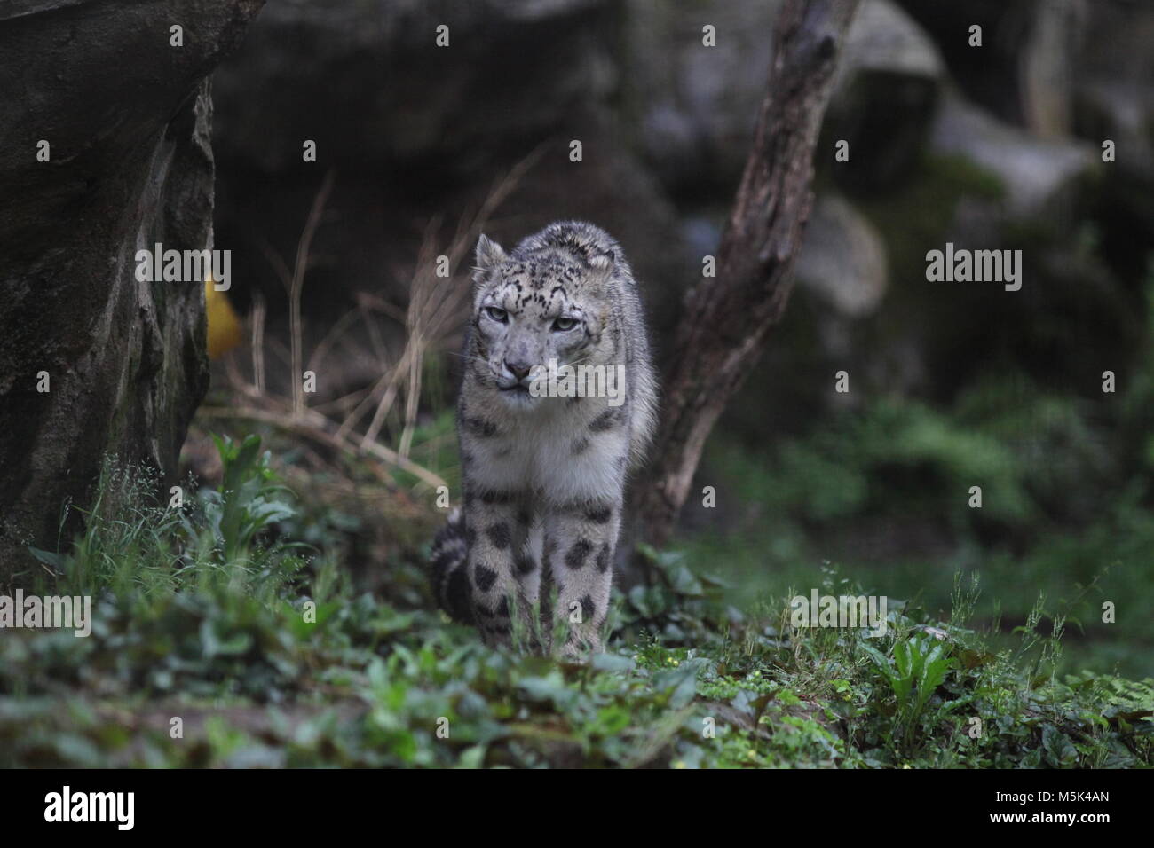 Mimi in Tama Zoological Park,Tokyo Stock Photo - Alamy