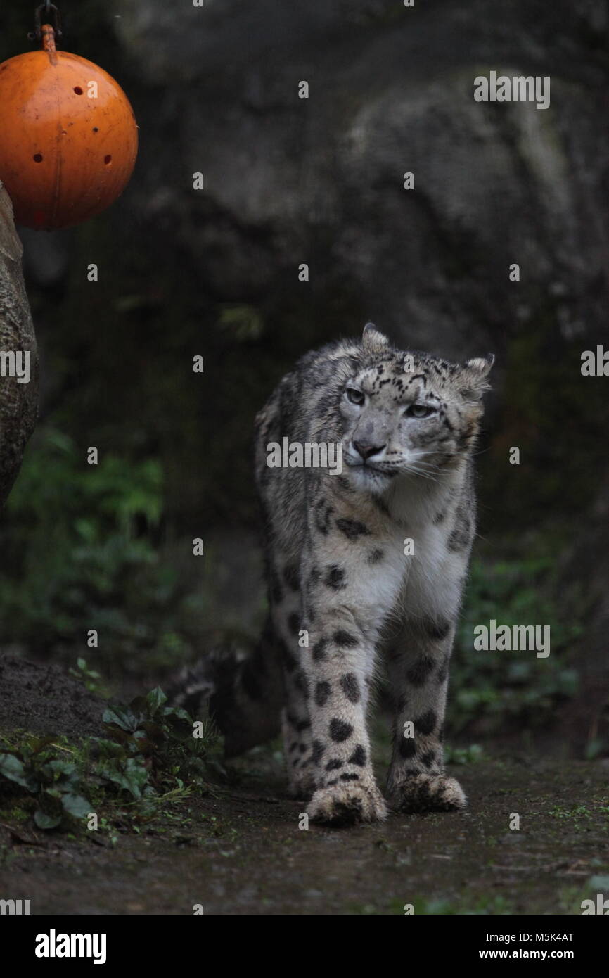 Mimi in Tama Zoological Park,Tokyo Stock Photo - Alamy