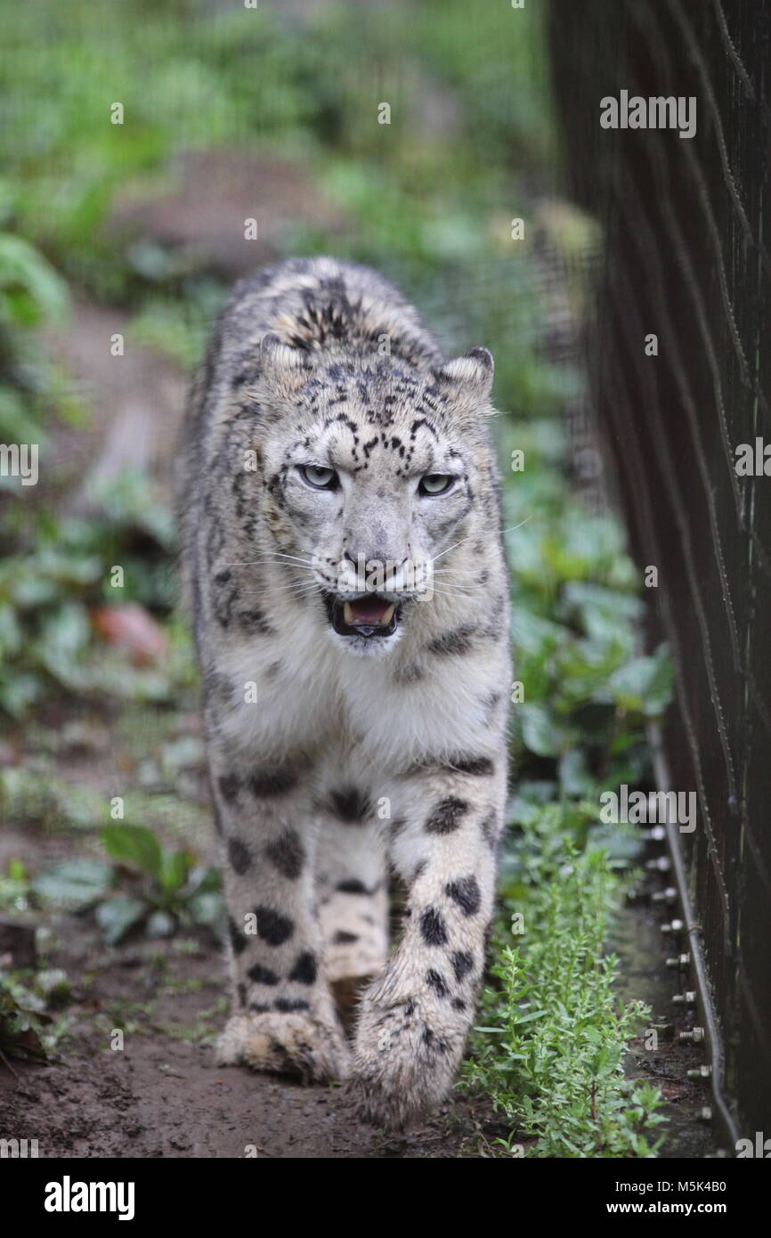 Mimi in Tama Zoological Park,Tokyo Stock Photo - Alamy