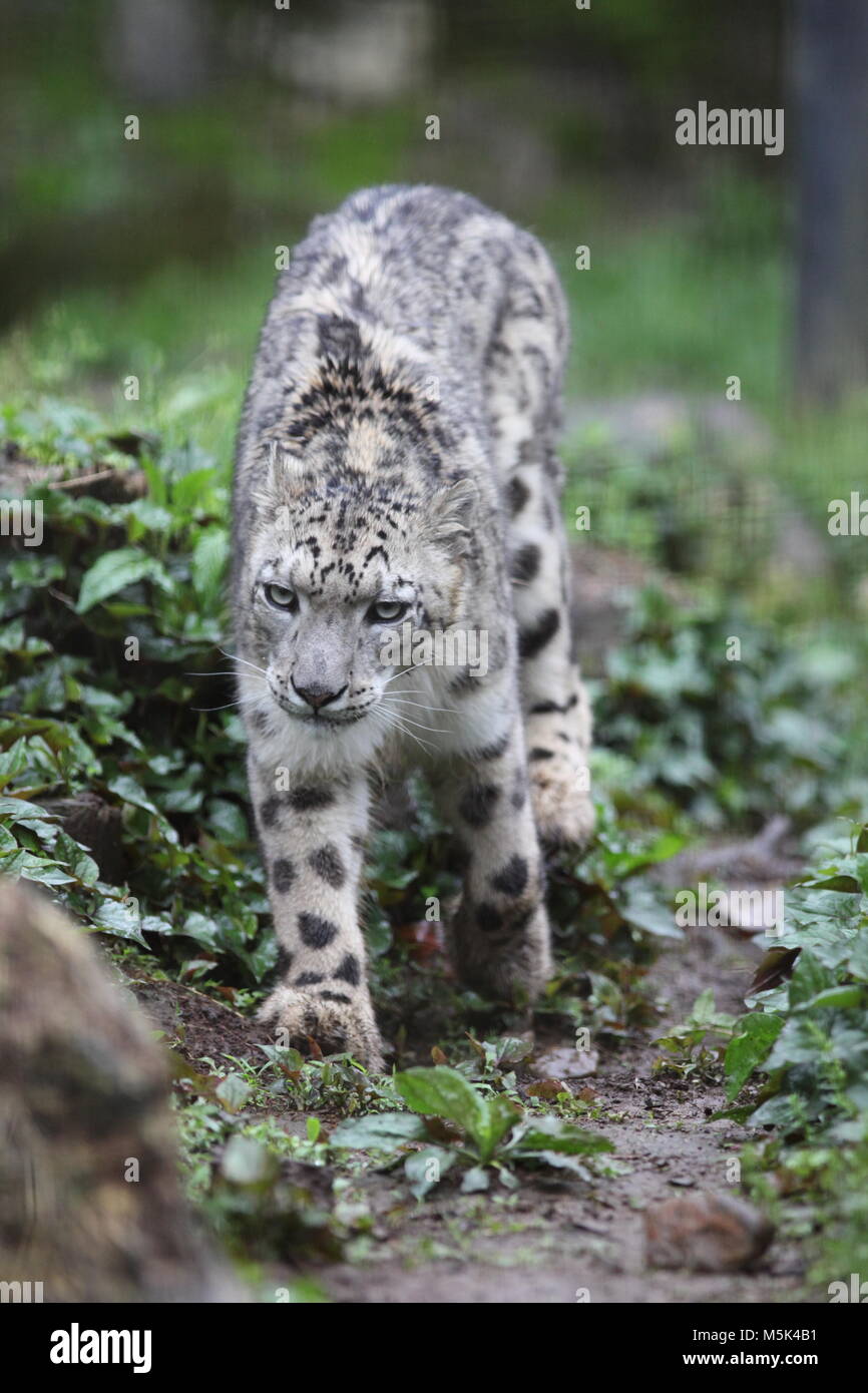 Mimi in Tama Zoological Park,Tokyo Stock Photo - Alamy