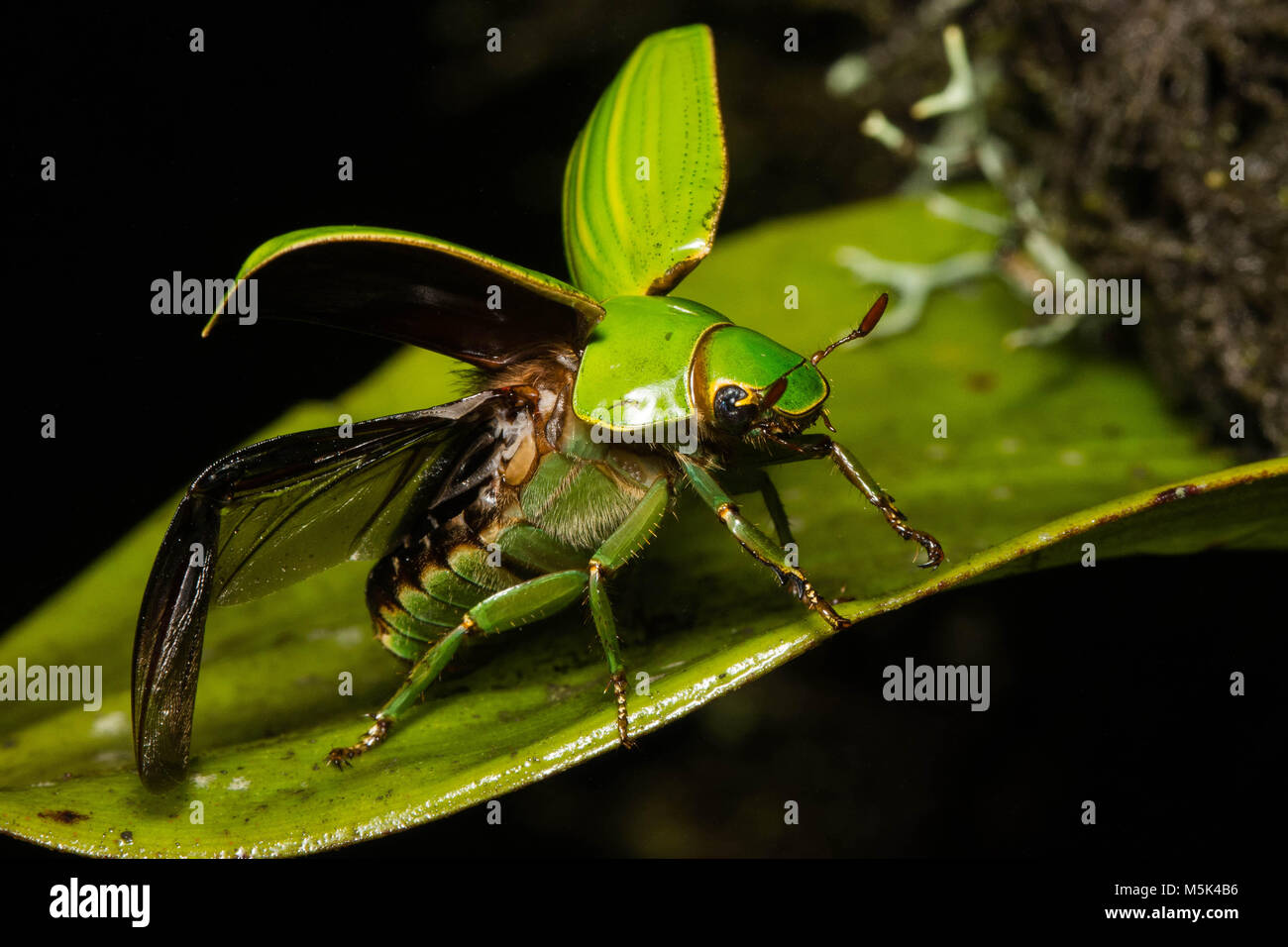 Jewel scarabs are among the most beautiful beetles in the world. Here ...