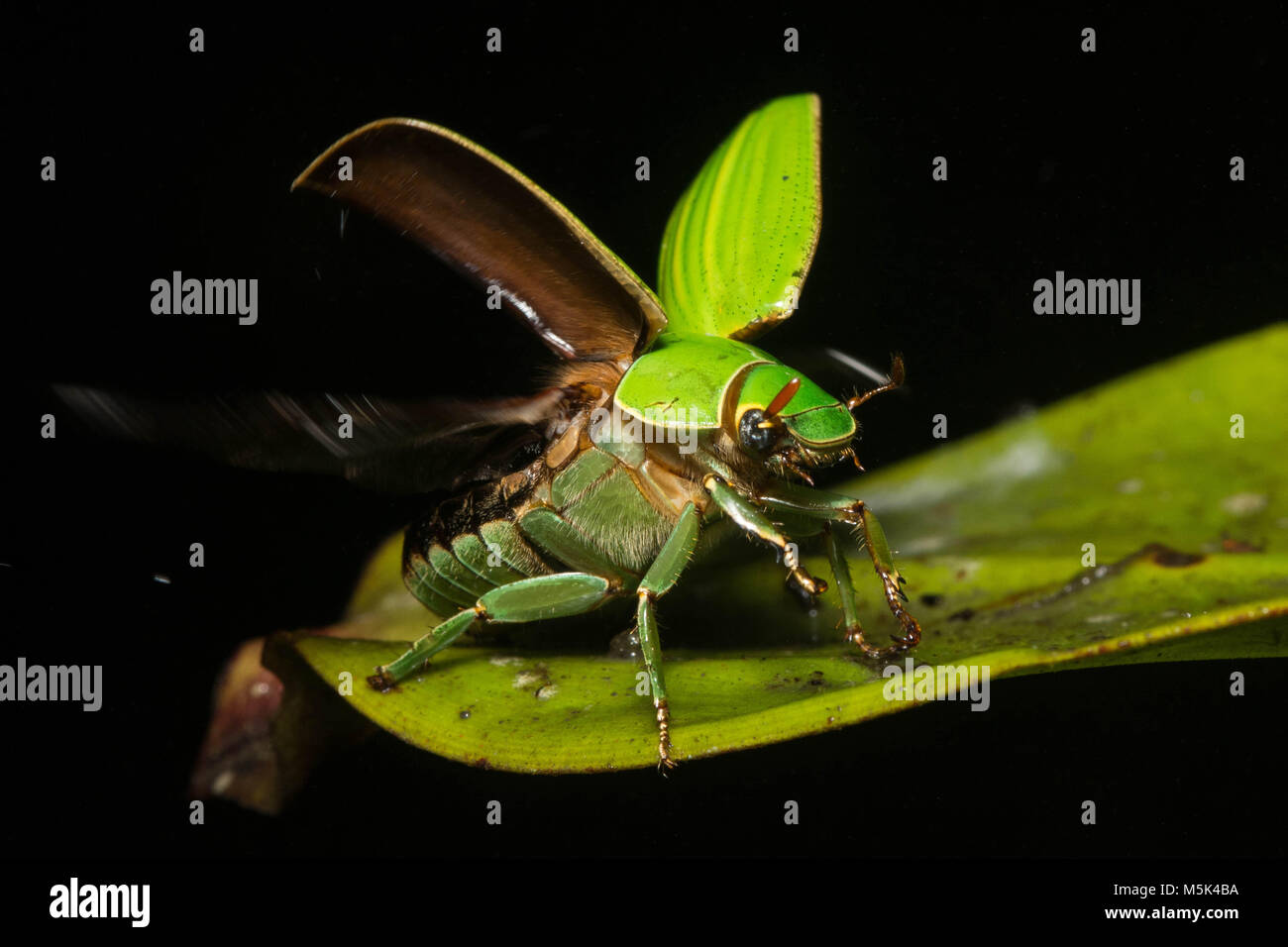 Glorious beetle hi-res stock photography and images - Alamy