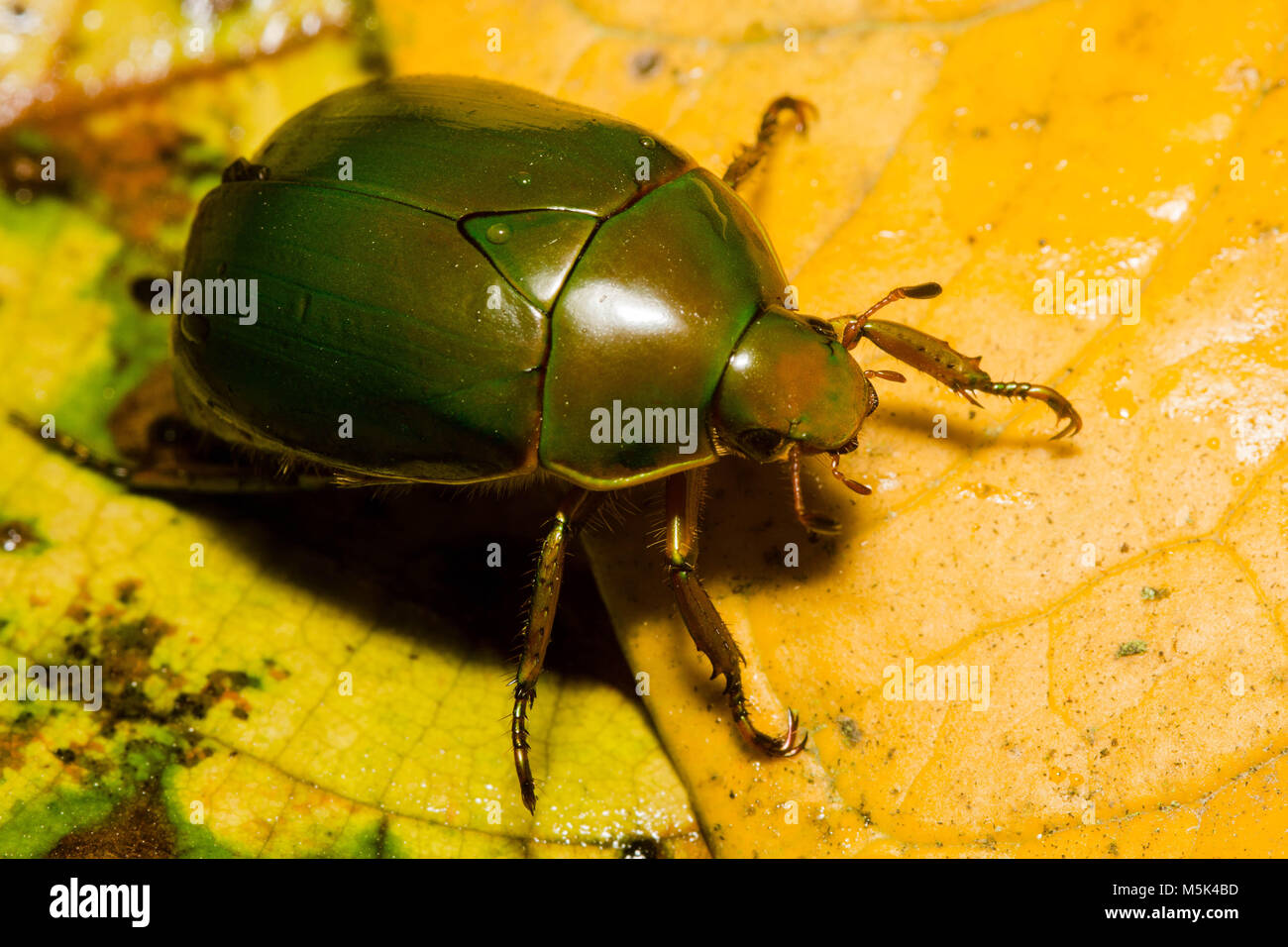 Jewel scarab beetle hi-res stock photography and images - Alamy