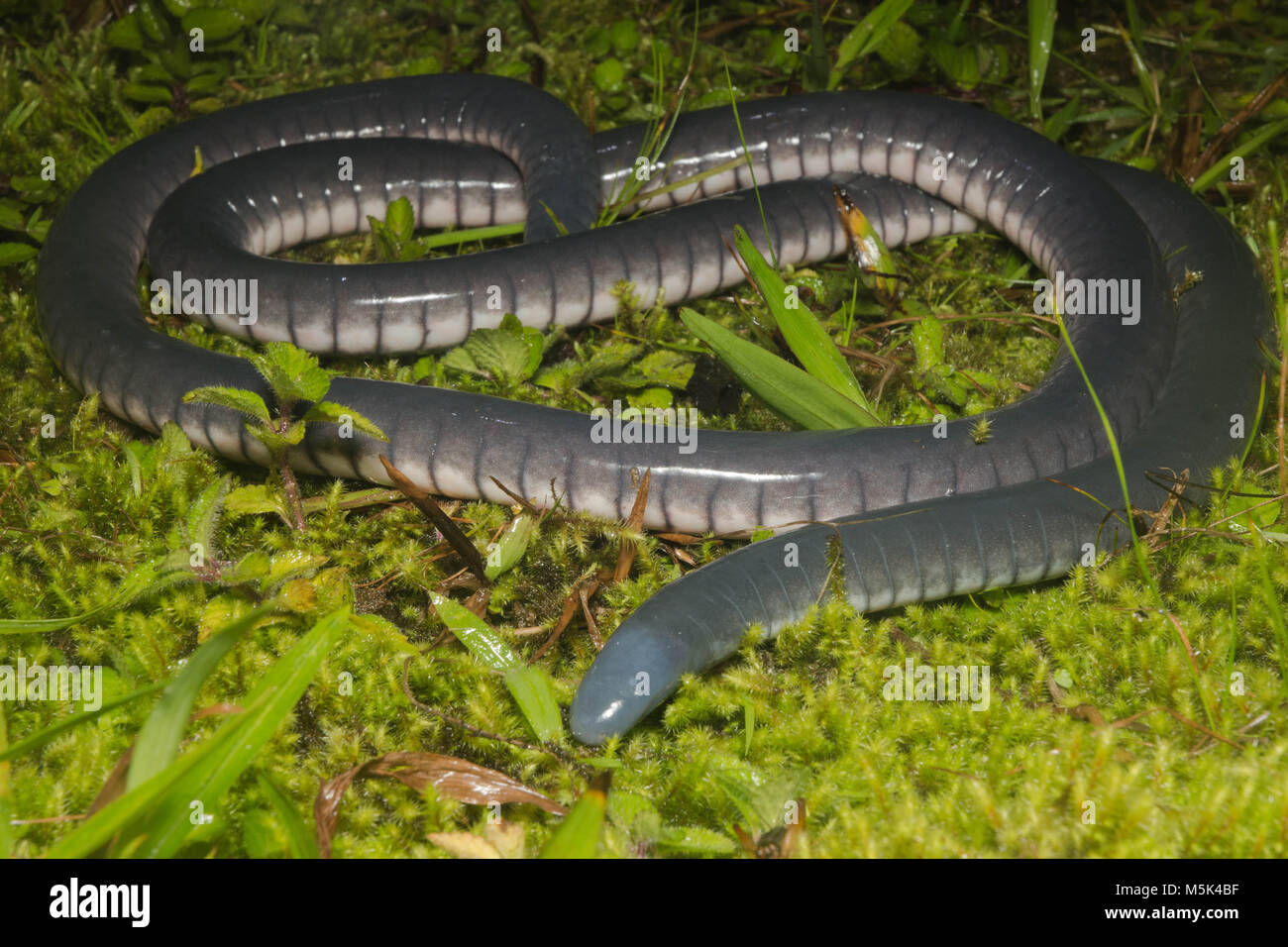 Caecilian High Resolution Stock Photography and Images - Alamy