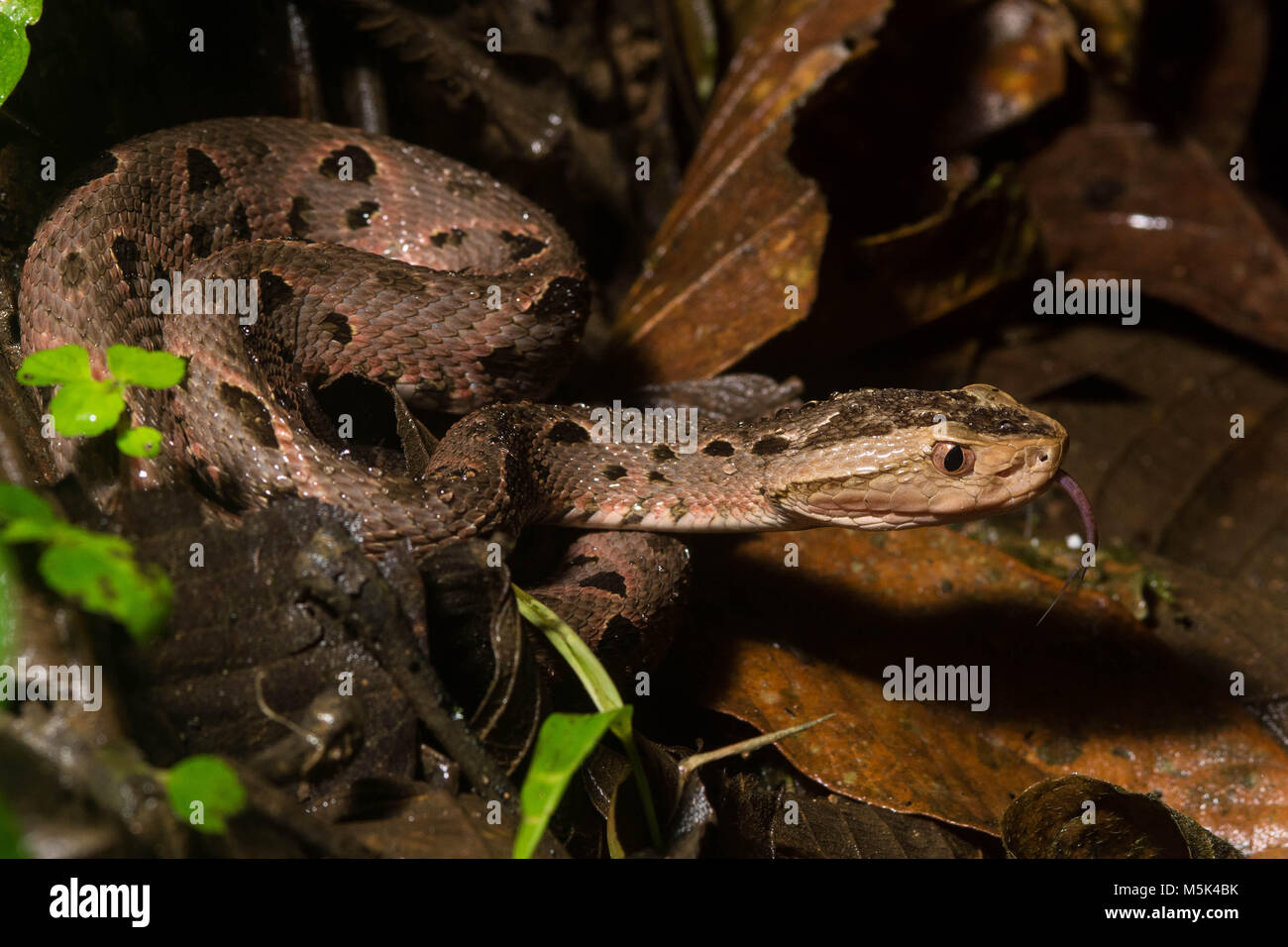 Lancehead snake bothrops asper hi-res stock photography and images - Alamy