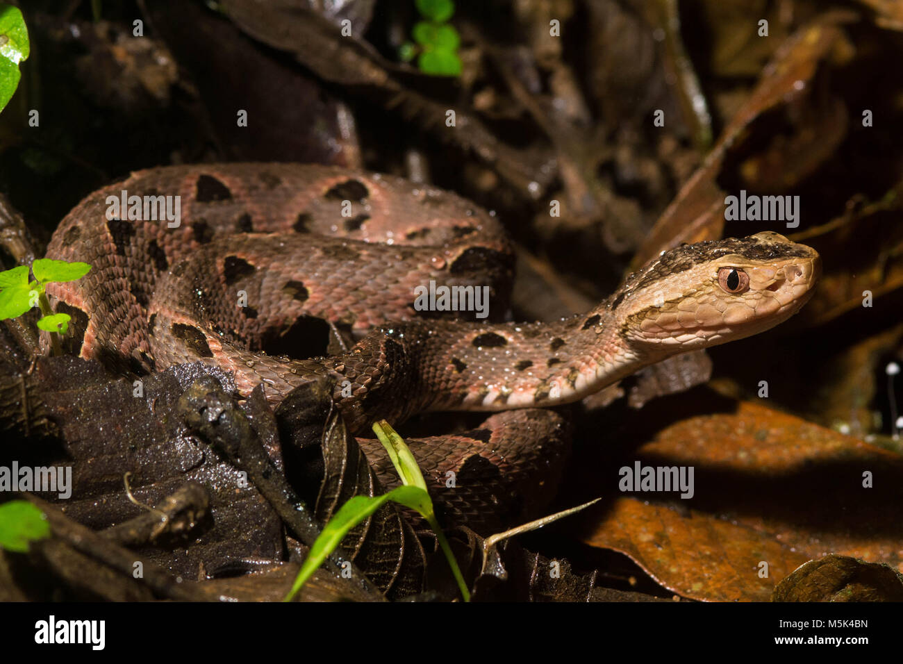 Fer de lance viper bothrops asper coiled hi-res stock photography and ...
