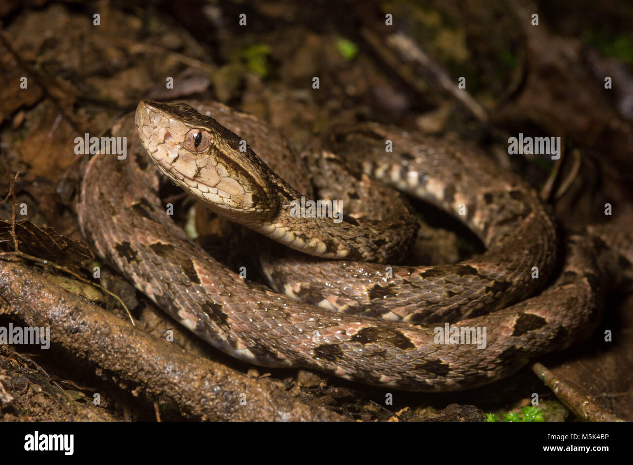 Lancehead snake bothrops asper hi-res stock photography and images - Alamy