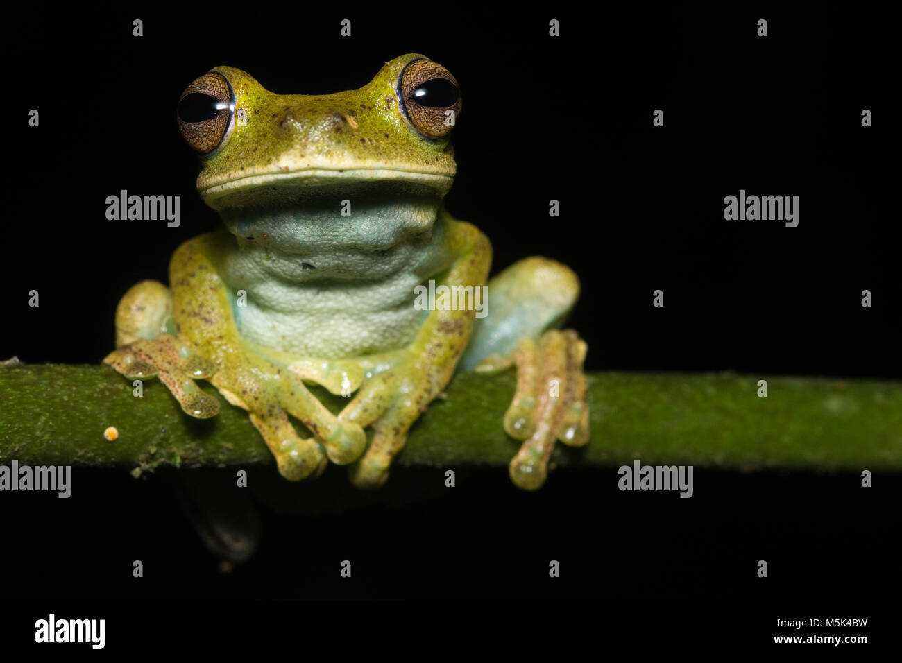 Pretty tree frog hi-res stock photography and images - Alamy