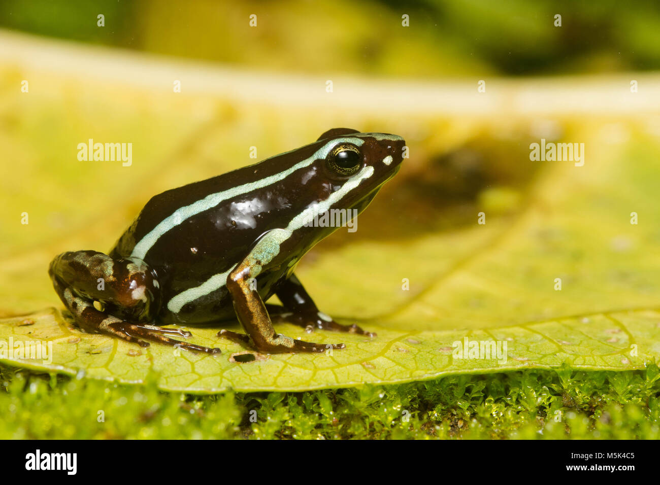 Small yellow poison dart frog dendrobatidae on a leaf hi-res stock ...