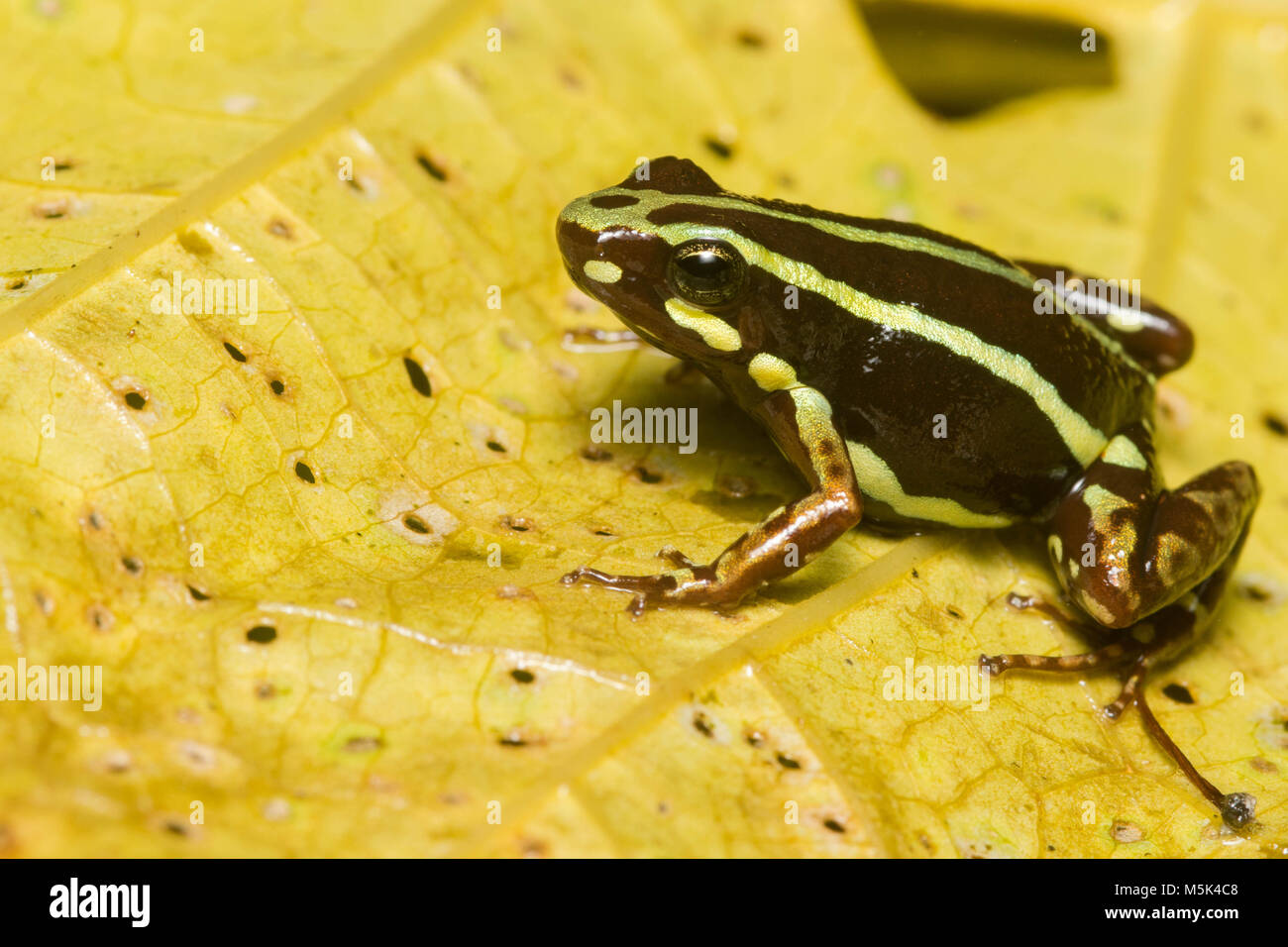 Small Yellow Poison Dart Frog Dendrobatidae On A Leaf High Resolution ...
