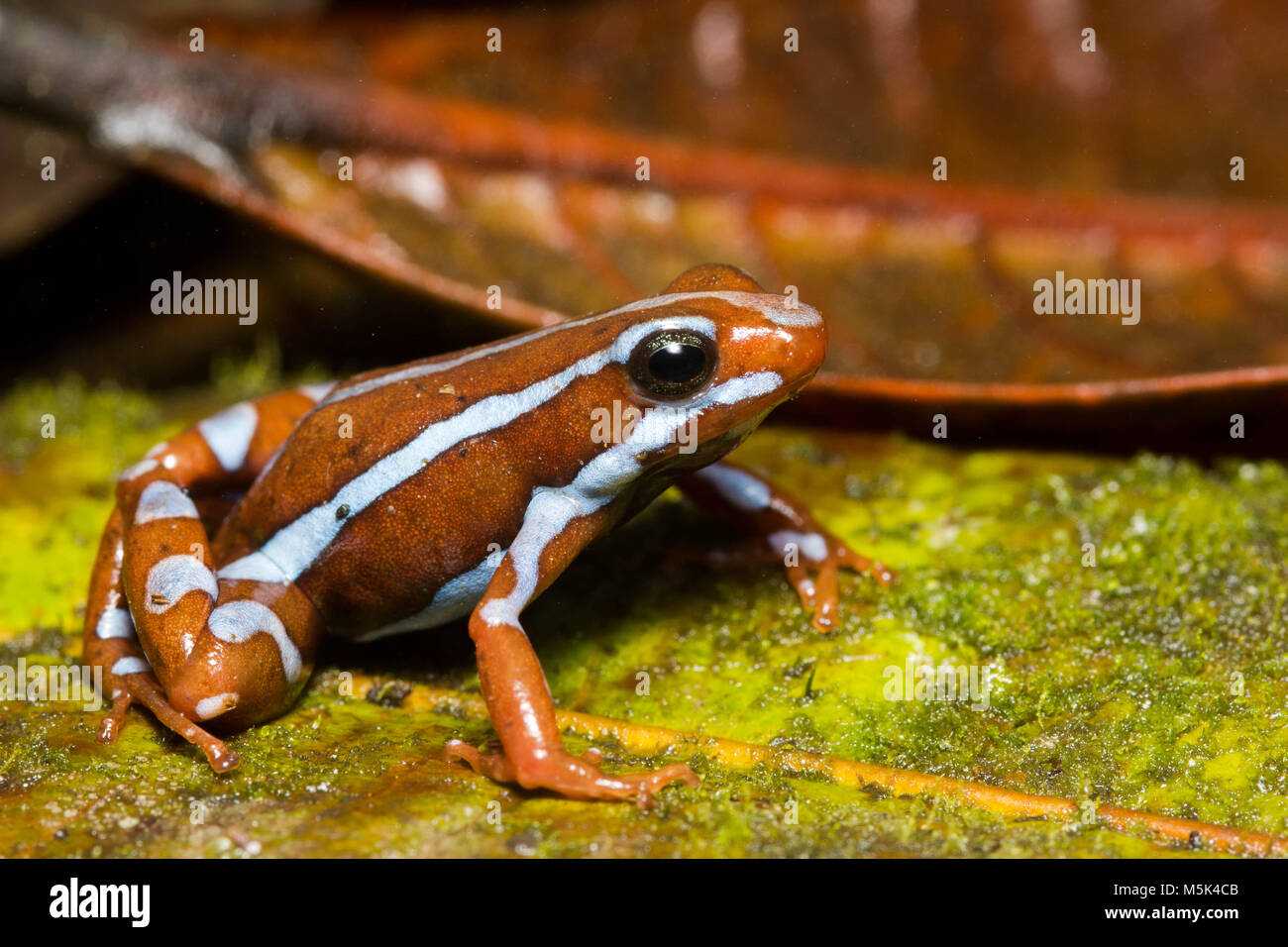 Toxic frog hi-res stock photography and images - Alamy
