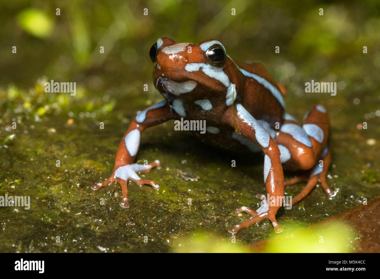 Anthonys poison dart frog hi-res stock photography and images - Alamy