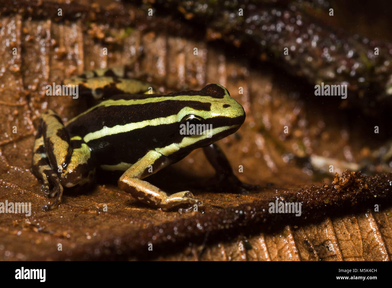 Small Yellow Poison Dart Frog Dendrobatidae On A Leaf High Resolution ...