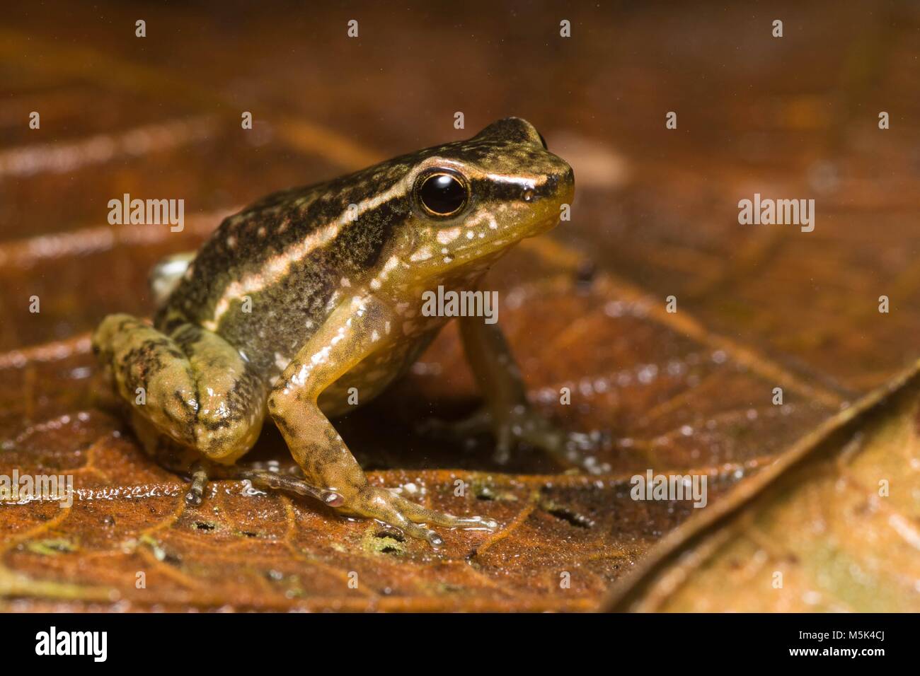 A chimbo rocket frog (Hyloxalus infraguttatus) from Southern Ecuador ...