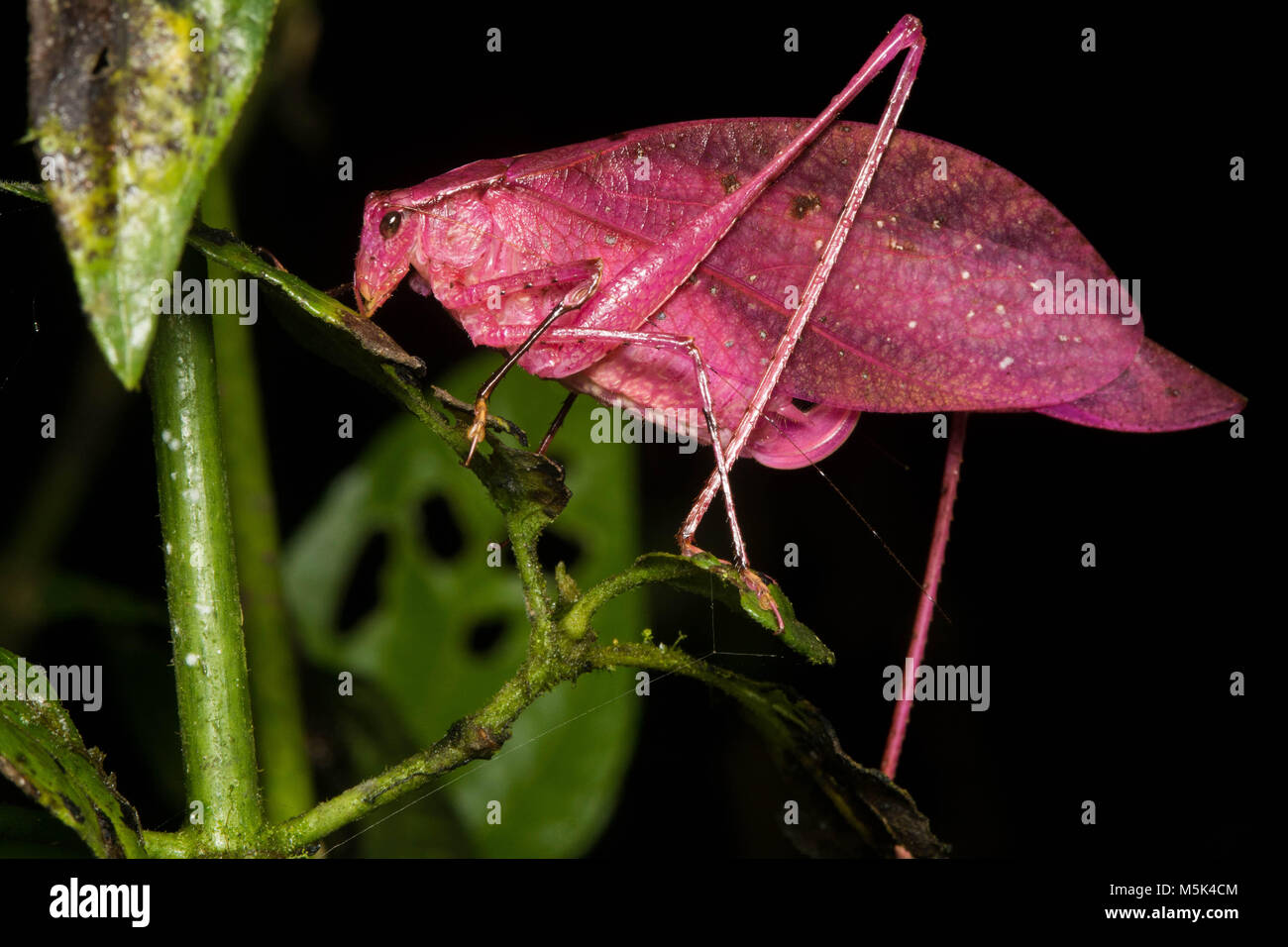 Pink morph hi-res stock photography and images - Alamy