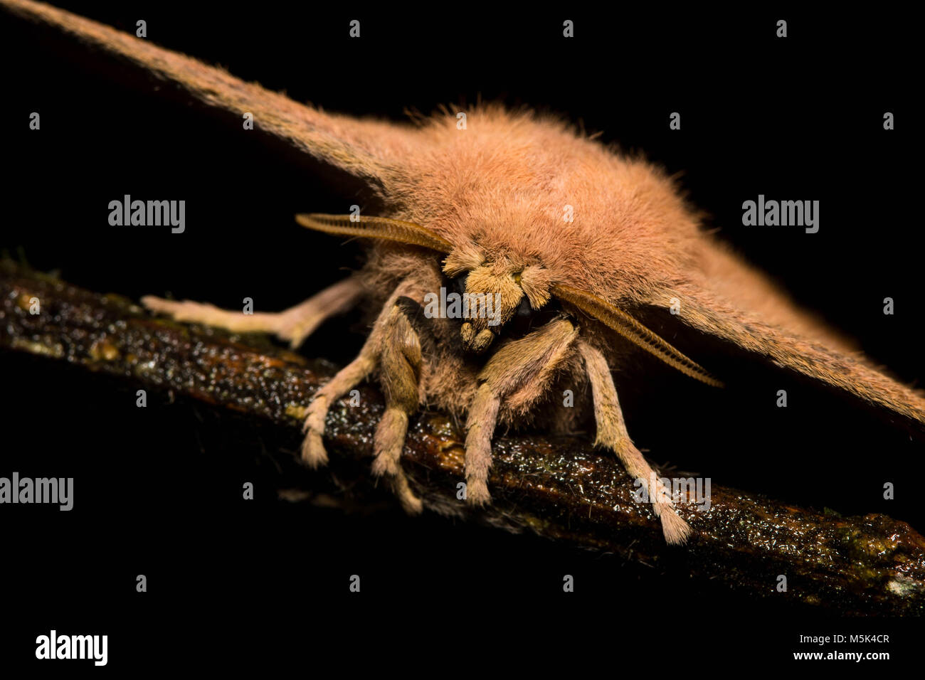 A portrait of a moth sitting on a stick in the Andean foothills in ...