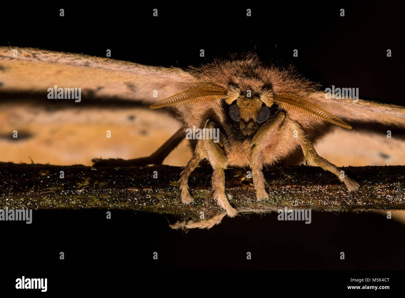 Moth lepidoptera ecuador hi-res stock photography and images - Alamy