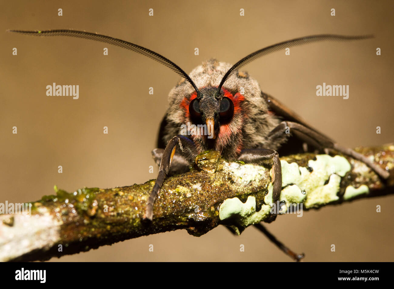 A portrait of a moth sitting on a stick in the Andean foothills in ...