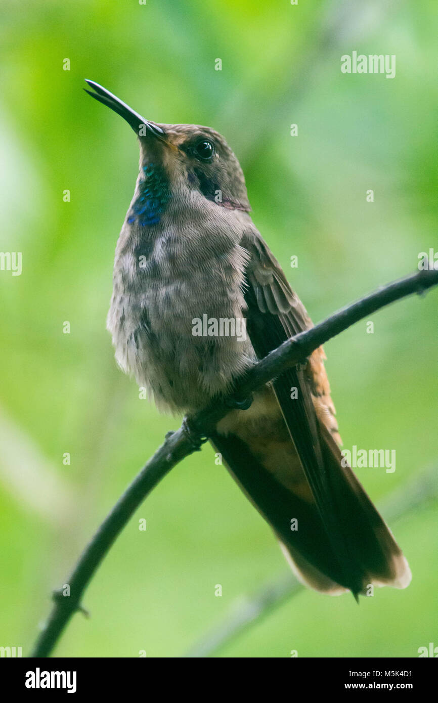 Violetear bird hi-res stock photography and images - Alamy