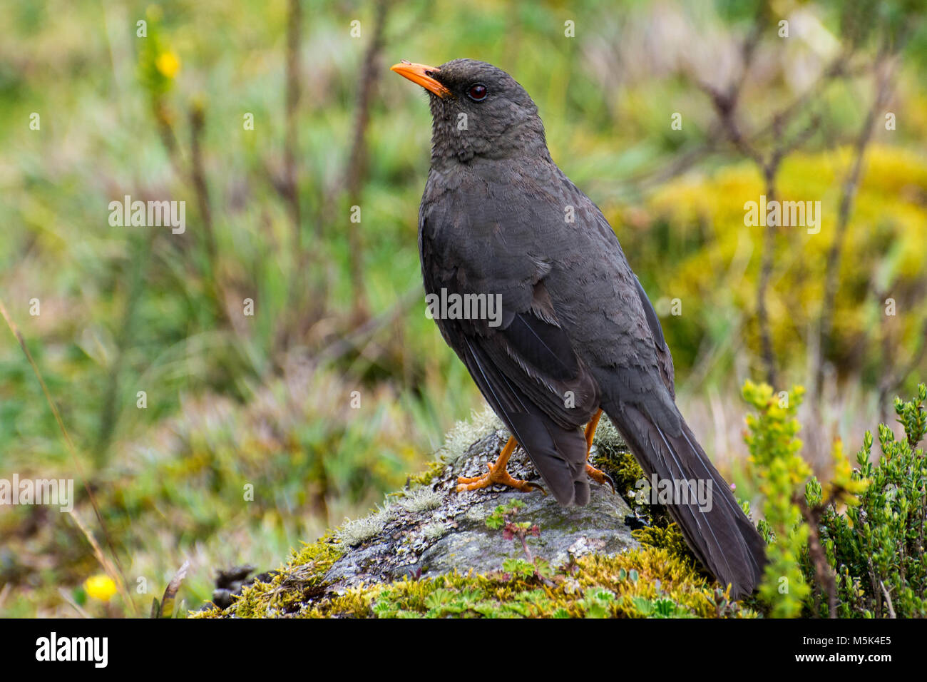 A great thrush (Turdus fuscater)from Cajas National Park in Ecuador ...